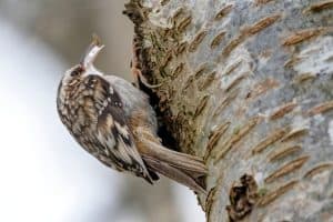 Everything You Need to Know About Animals in Sequoia National Park - A ...