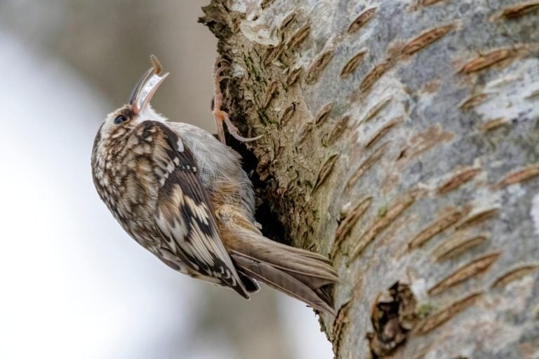 Everything You Need to Know About Animals in Sequoia National Park - A ...