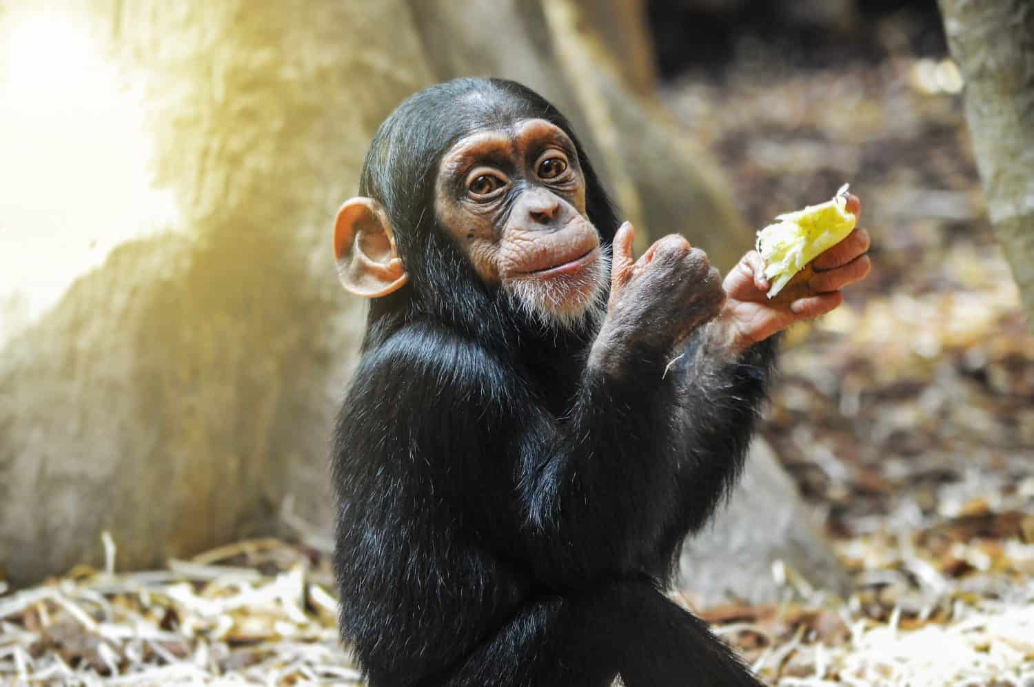 What Do Chimpanzees Eat? Inside the Diet of Our Relatives