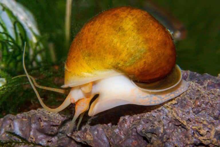 7 of the World's Most Beautiful Snails - A-Z Animals