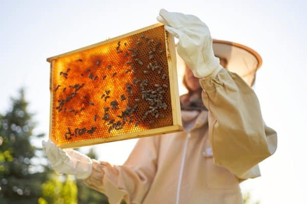 A Beginner's Guide to Beekeeping - A-Z Animals