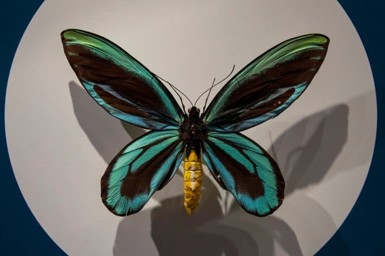 See the Stunning Rare Butterfly Crowned Largest in the World - A-Z ...