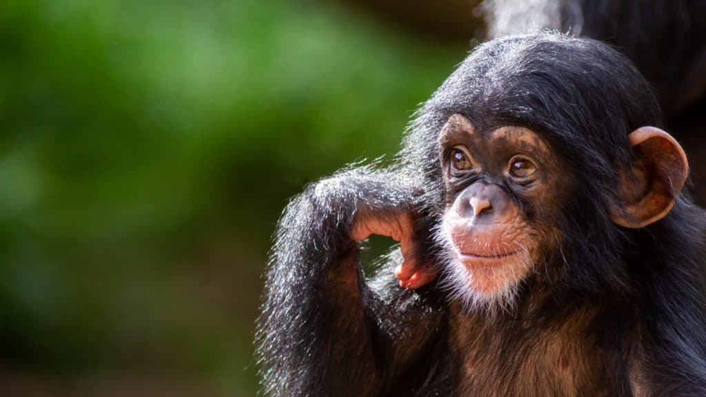 Meet the Most Intelligent Animals in the U.S. - A-Z Animals Slideshows