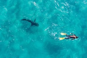 Millions of People Fear Sharks, But Here's Why They Shouldn't - A-Z Animals