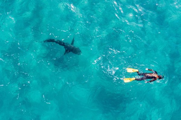 Millions of People Fear Sharks, But Here's Why They Shouldn't - A-Z Animals