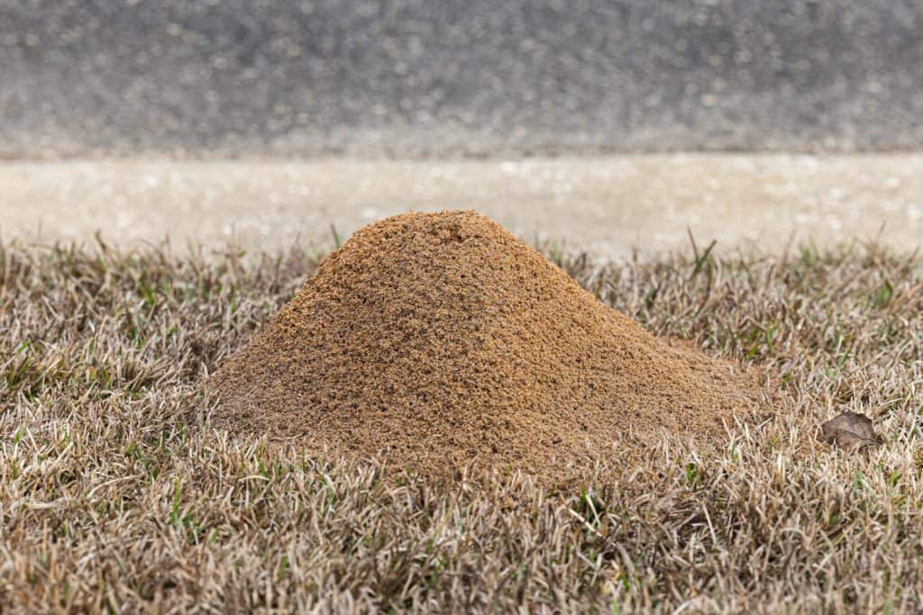 The First Thing to Do if You Step on a Fire Ant Hill - A-Z Animals