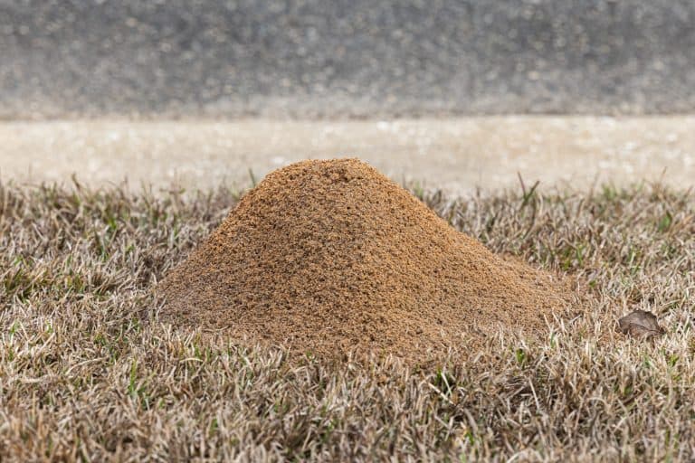 The First Thing to Do if You Step on a Fire Ant Hill - A-Z Animals