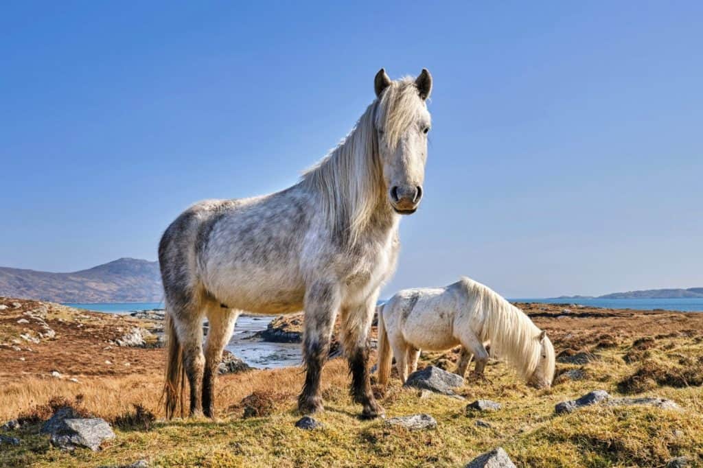 23 Popular Pony Breeds: Everything You Need to Know - A-Z Animals