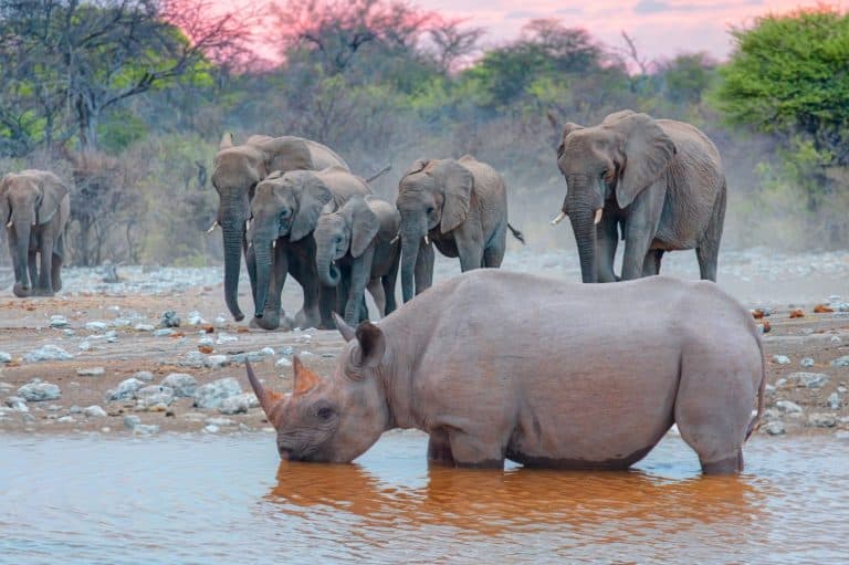 Rhino Poops to Claim Watering Hole, Watch as This Elephant Has Other ...