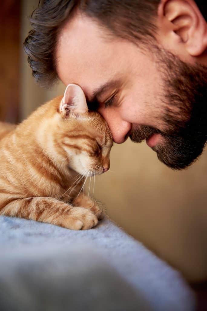 Science Confirms: Your Cat Is More Attached Than You Think - A-Z Animals