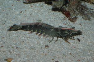 The 10 Largest Shrimp (and Prawns) in the World - A-Z Animals