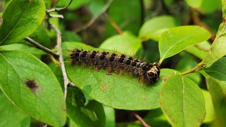 Meet the 'Bone Collector' Caterpillar That Wears Its Victims - A-Z Animals