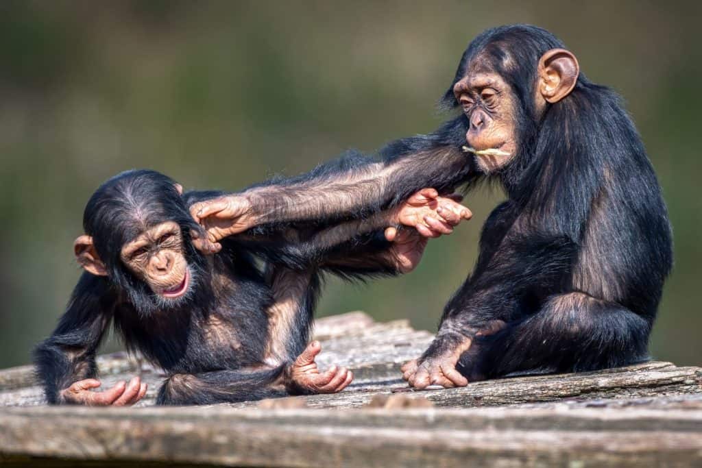 Are Chimps Getting Drunk? - A-Z Animals
