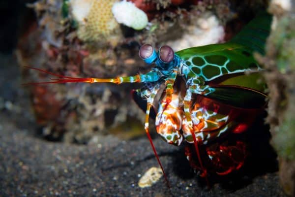 Incredible Footage Captures A Tiny Shrimp Pulverizing A Rock Hard Clam