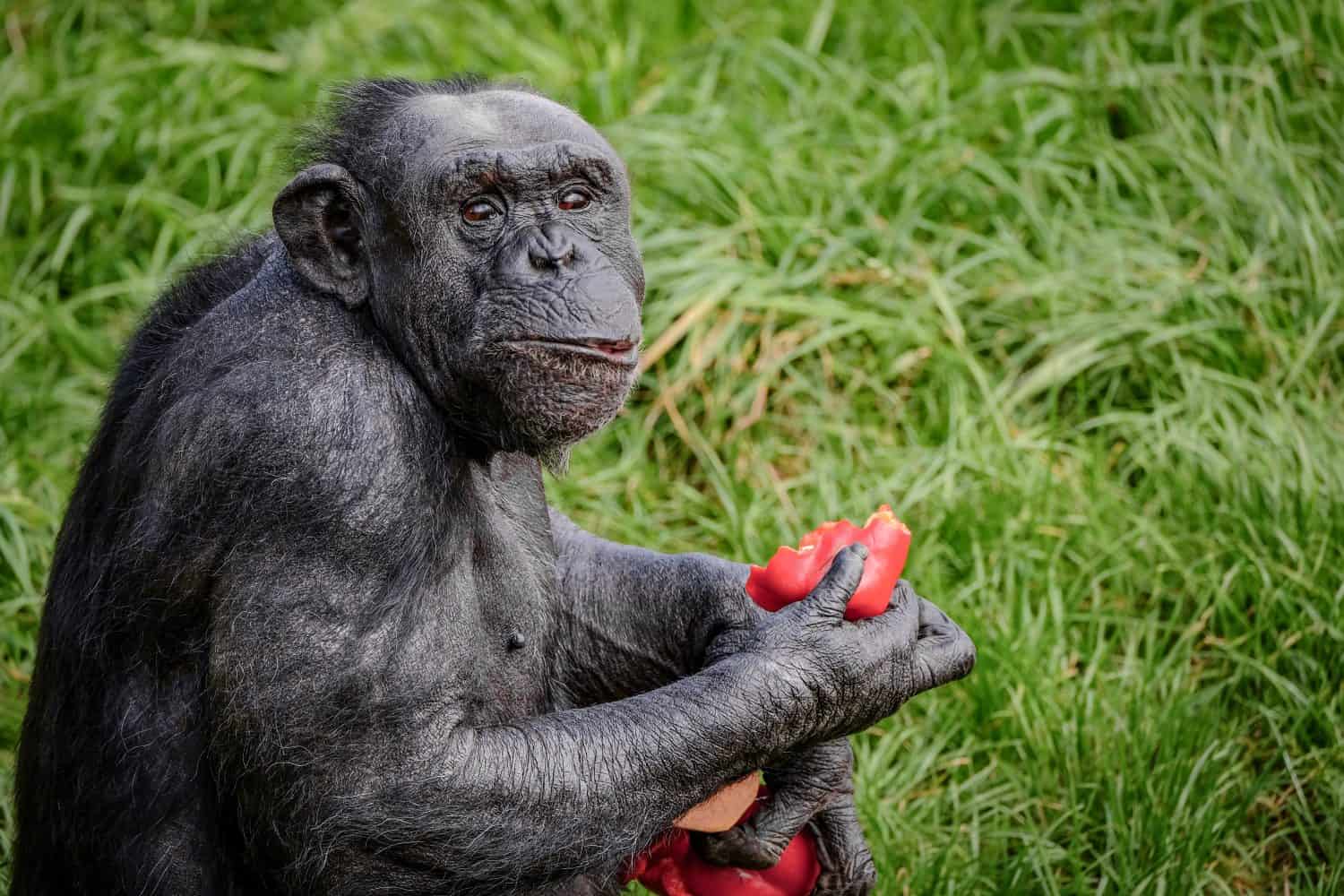 Scientists Discover Chimps Use Stones as Long-Distance Communication ...