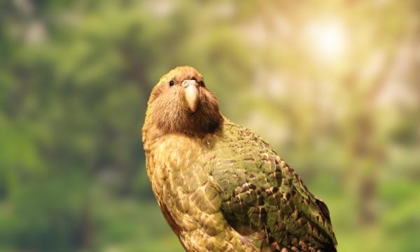 Meet the Kakapo, the World’s Heaviest Parrot - A-Z Animals