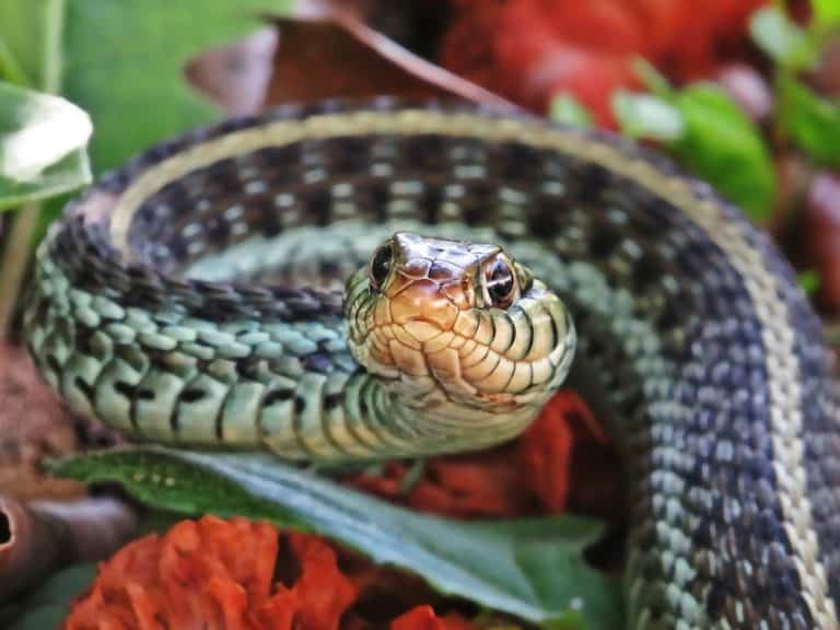 Understanding the Garter Snake: Diet, Hunting Techniques, and Predators ...