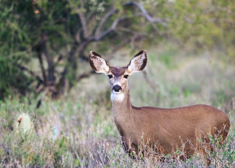Wildlife Watching in Arches National Park: Animals You’ll Encounter - A ...
