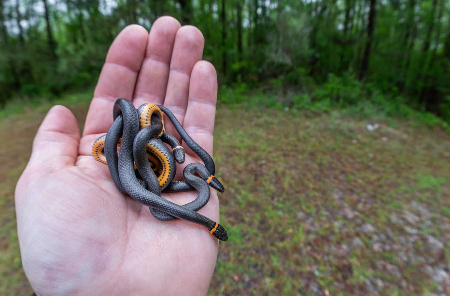 10 Fascinating Snake Facts That Will Change How You See These Creatures ...