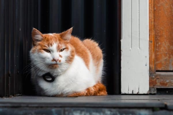 Here’s Why Your Cat Is Staring at You - A-Z Animals