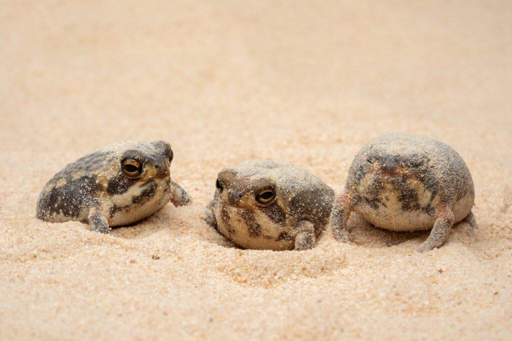 Frog Butt Obsession? Yeah. It's a Thing. - A-Z Animals