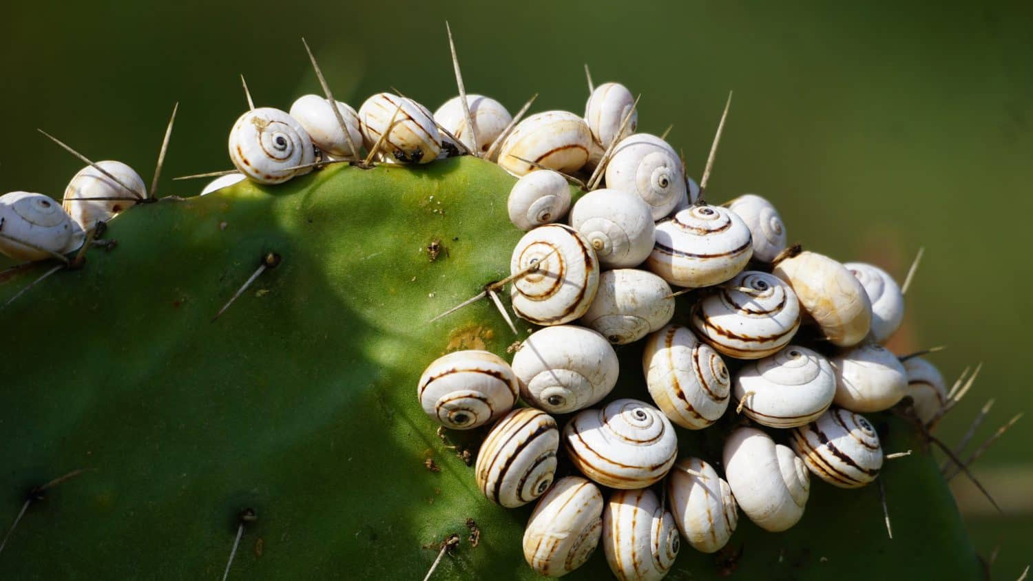 What Makes Snails and Slugs Different? - A-Z Animals