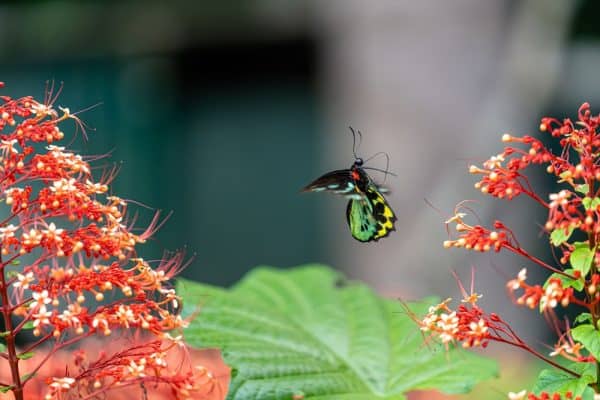 The Nutritional Needs of Butterflies: More Than Just Delicate Creatures ...