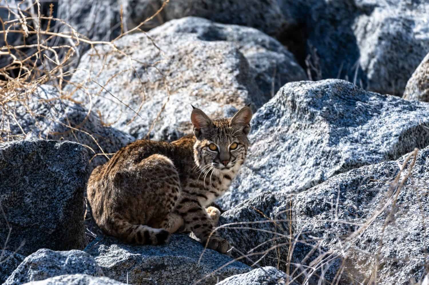 Bobcat Population by State: How Many Live in Yours? - A-Z Animals