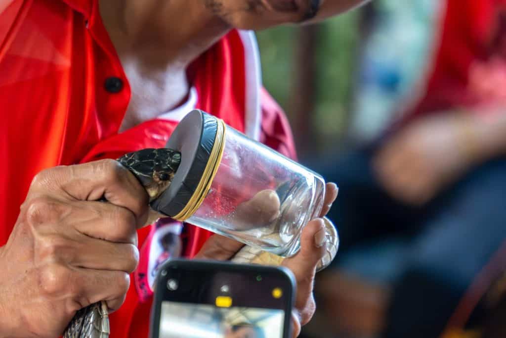 Odd Jobs: Have You Ever Heard of a Snake Milker? - A-Z Animals