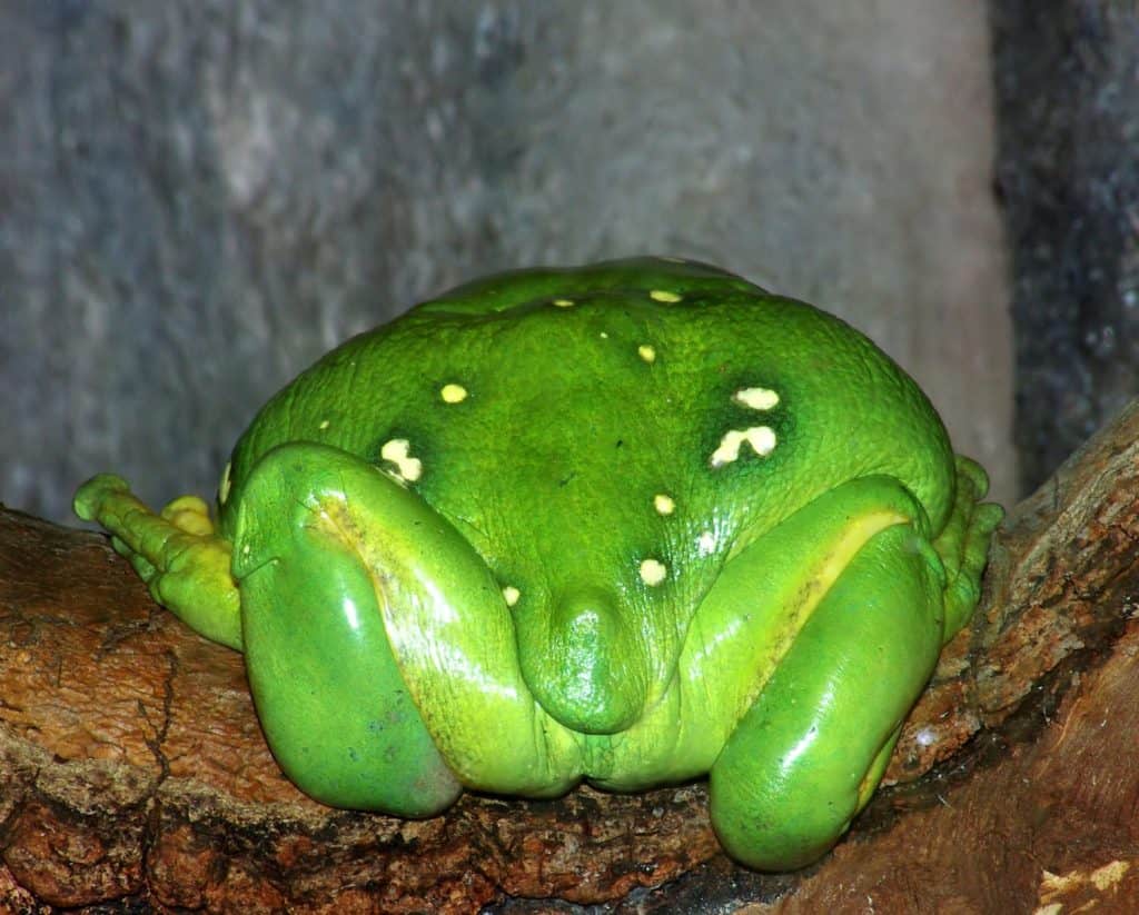 Frog Butt Obsession? Yeah. It's a Thing. - A-Z Animals