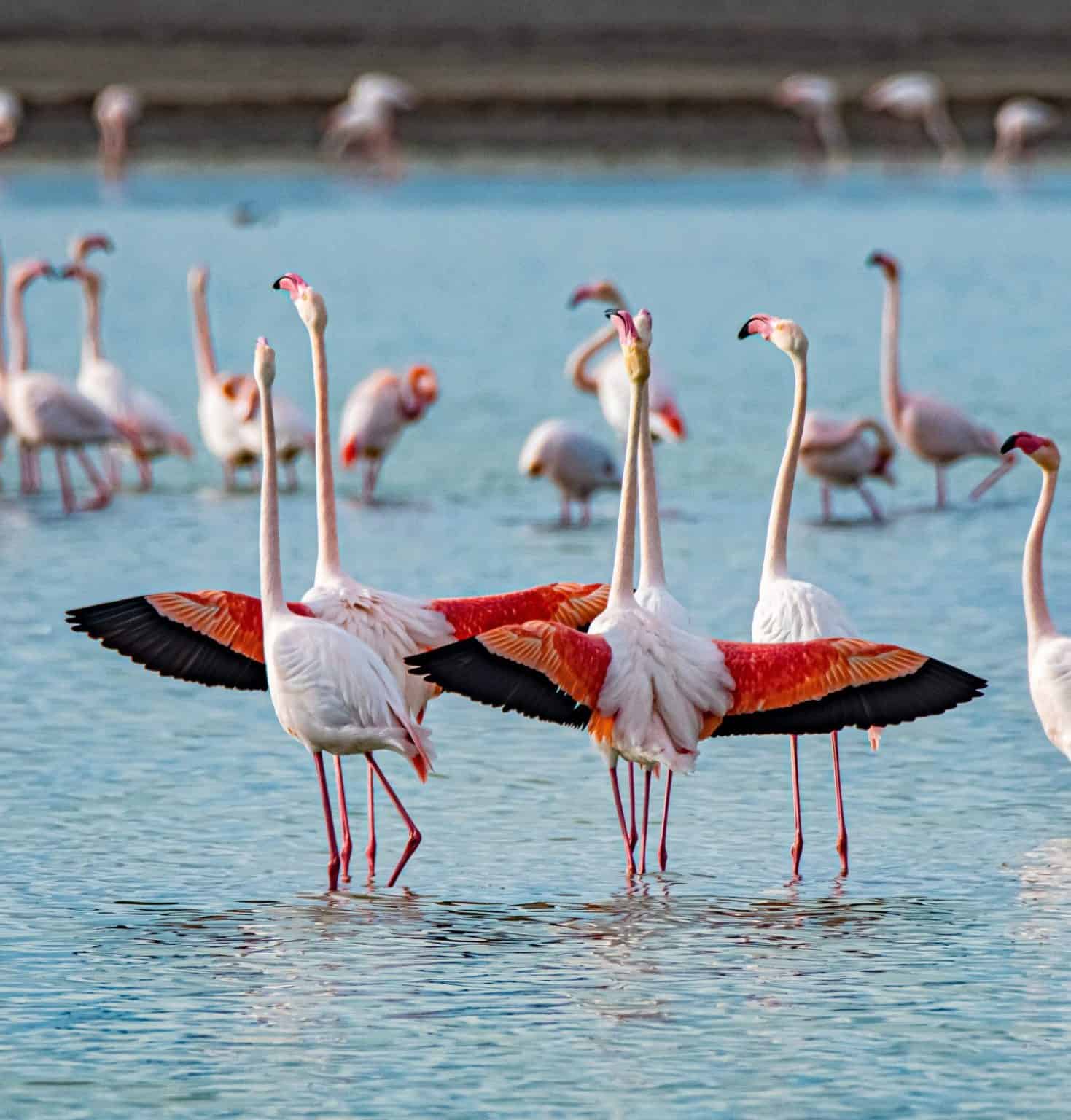 The Role of Diet in Flamingo Coloration: Why They Are Pink - A-Z Animals
