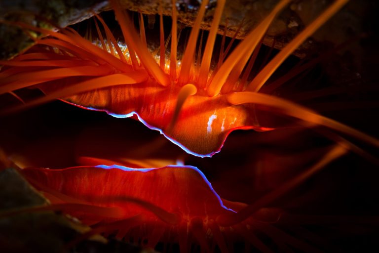 Incredible Footage Captures a Tiny Shrimp Pulverizing a Rock-Hard Clam ...
