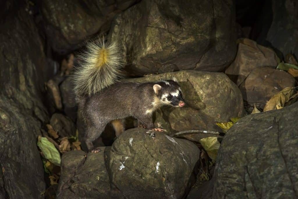 15 Animals That Look Like Raccoons And What's In Common