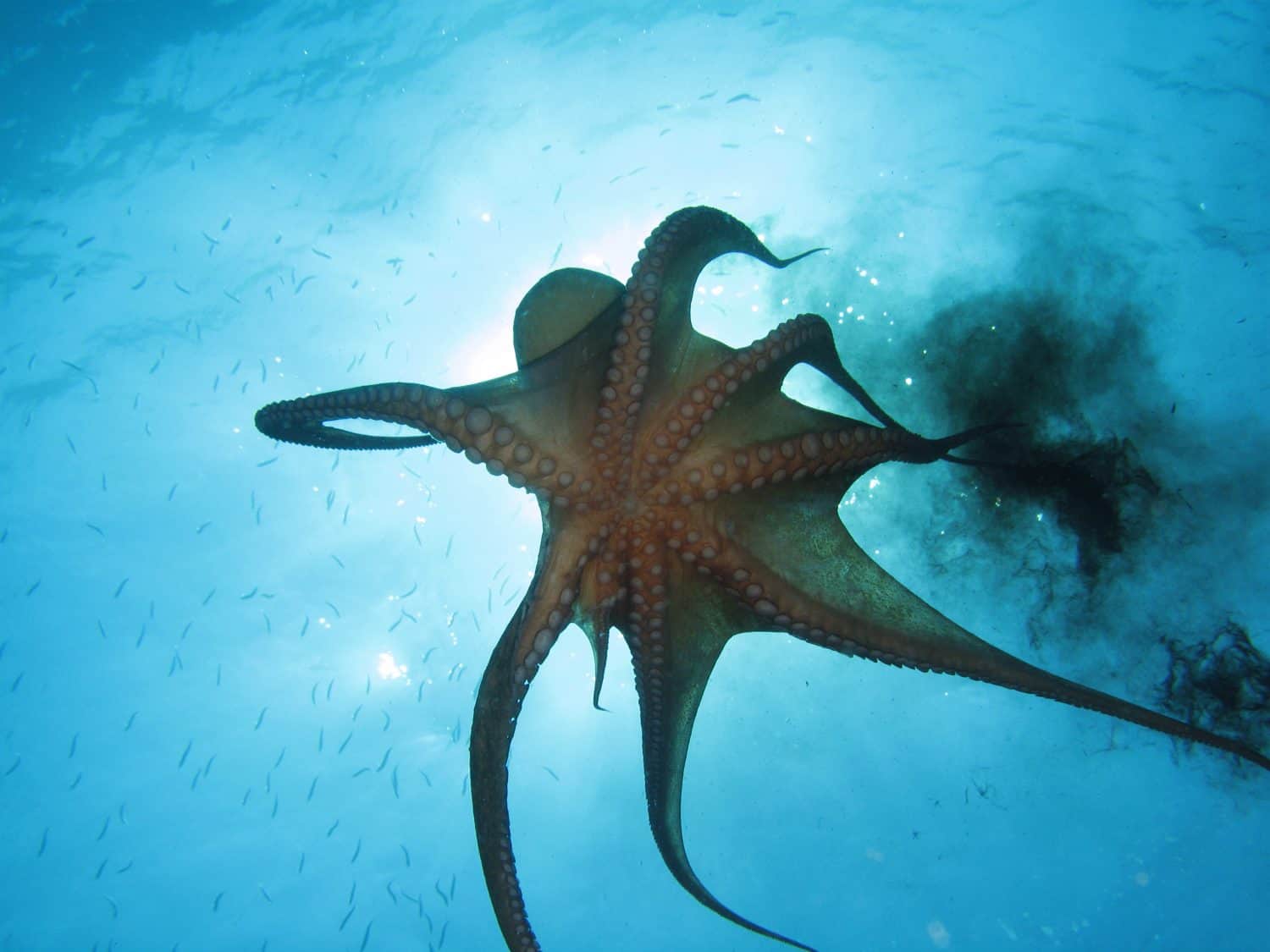 Why 2025 Was the "Year of the Octopus" and a Massive Octopus Bloom - A ...