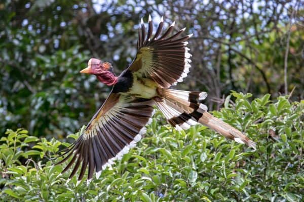 The "Kill Your Mother-in-Law" Bird's Call is as Creepy as the Myth ...