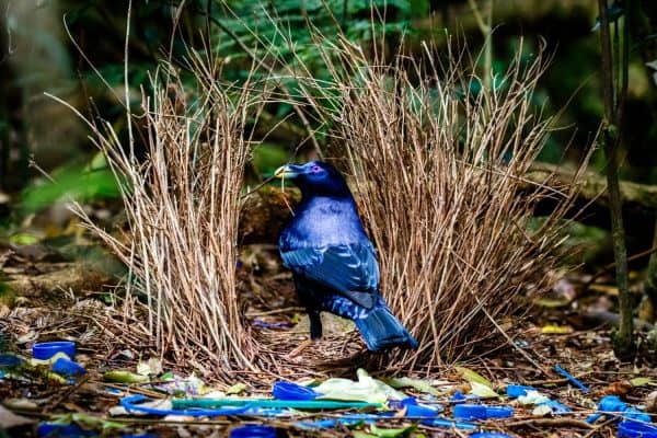 This Colorful Bird Executes an Immaculate Display of Courtship - A-Z ...