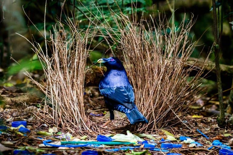 This Colorful Bird Executes an Immaculate Display of Courtship - A-Z ...