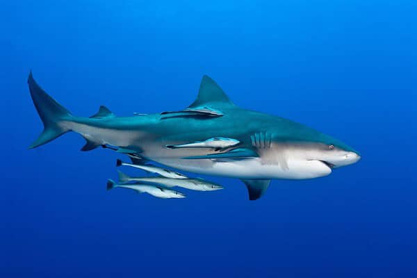 How Remoras Benefit from Riding Sharks and Whales - A-Z Animals