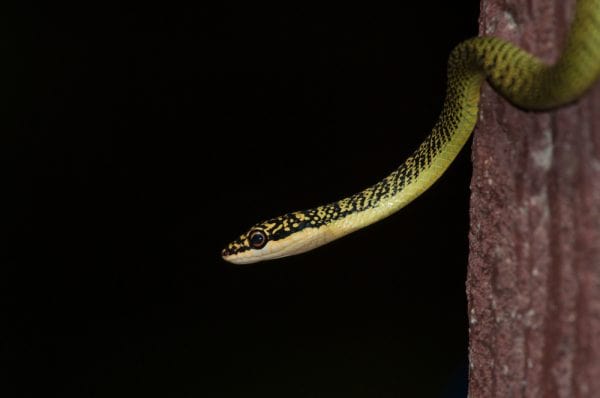 This Ancient Snake Had Legs - A-Z Animals Slideshows