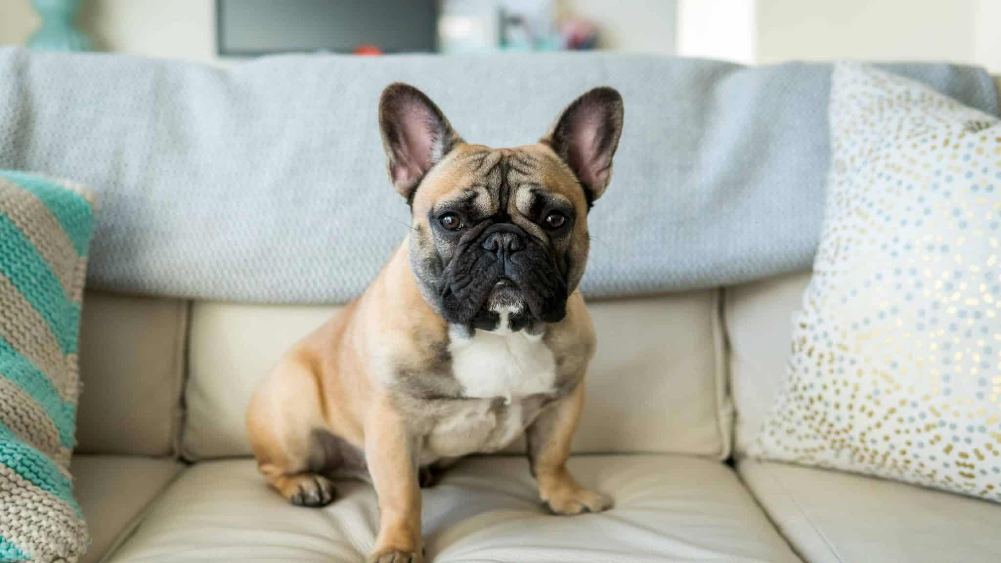 What's the IHA, and How Will it Change Dog Breeds in the Years to Come ...