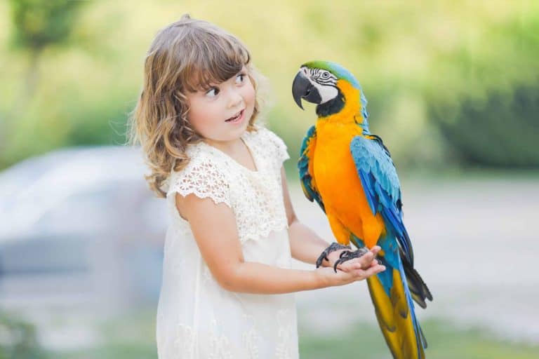Discover the 10 Largest Parrots on Earth - A-Z Animals