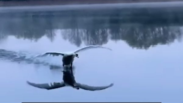 This Swan Glides In for a Landing Like a Boeing 787 - A-Z Animals