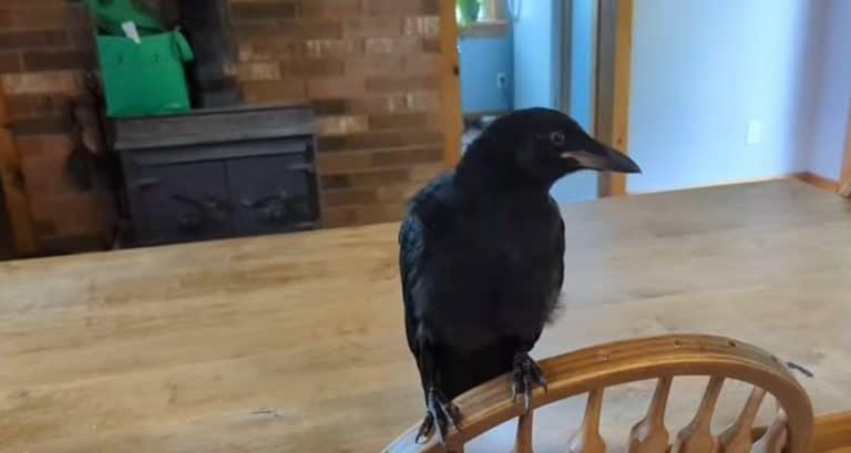 This Chatty Crow is a Sucker for a Warm Hug - A-Z Animals
