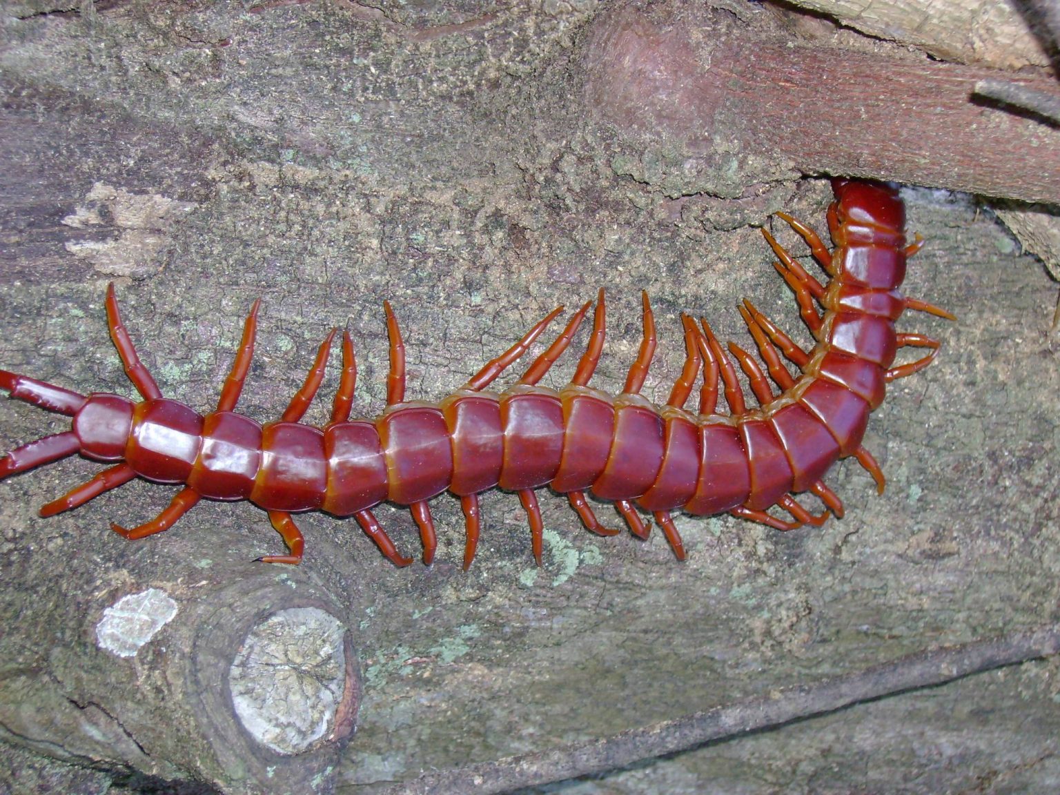 Discover the Fascinating World of Centipedes: 10 Largest Species ...