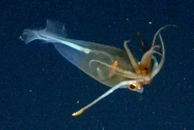 The Colossal Squid Has Been Filmed for the First Time Ever: Here's What ...