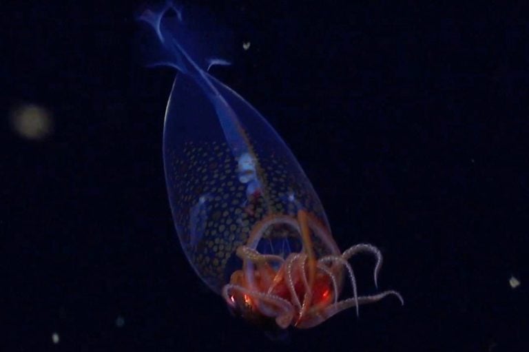 The Colossal Squid Has Been Filmed for the First Time Ever: Here's What ...