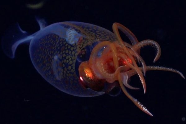 Giant Squid Size Comparison: Just How Big Do They Get? - A-Z Animals