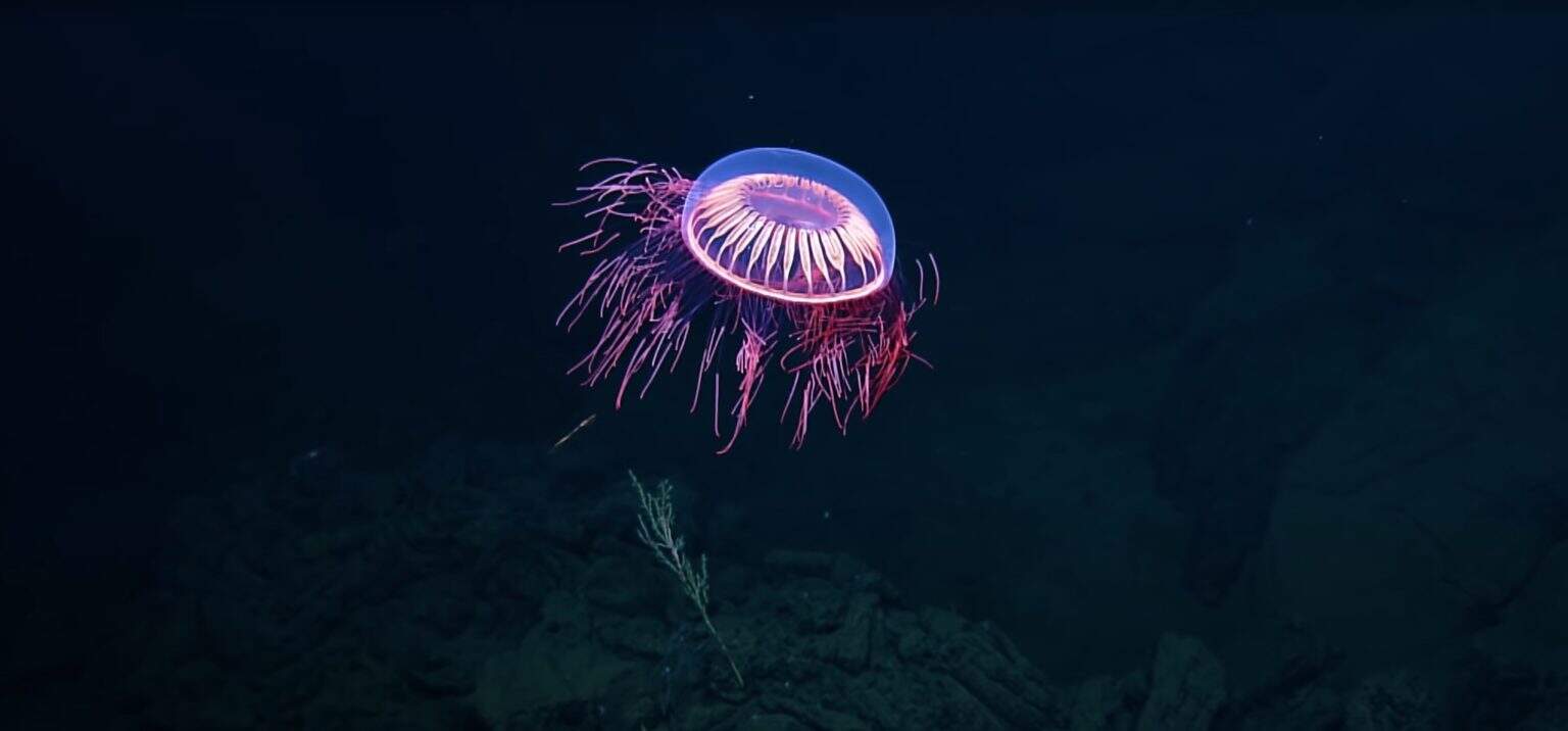 This Elusive Fish Has Only Been Seen 9 Times! - A-Z Animals