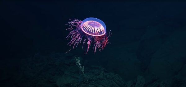 The 9 Colors Of Jellyfish (Rarest to Most Common)