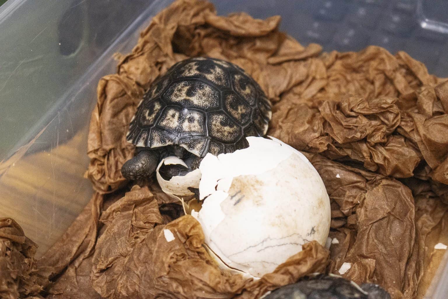 4 New Tortoises Make Their Debut at the Philadelphia Zoo Next Week - A ...